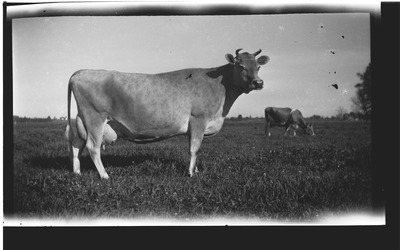 "Two Dairy Cows in a Pasture"
