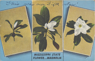 "Mississippi State Flower--Magnolia, July 16, 1951"