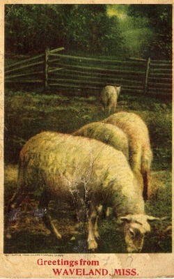 "Greetings from Waveland, Mississippi, Sheep in a Pasture Advertisement"
