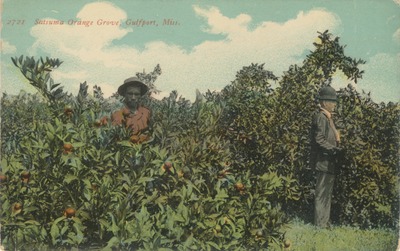 "Satsuma Orange Grove, Gulfport, Mississippi"